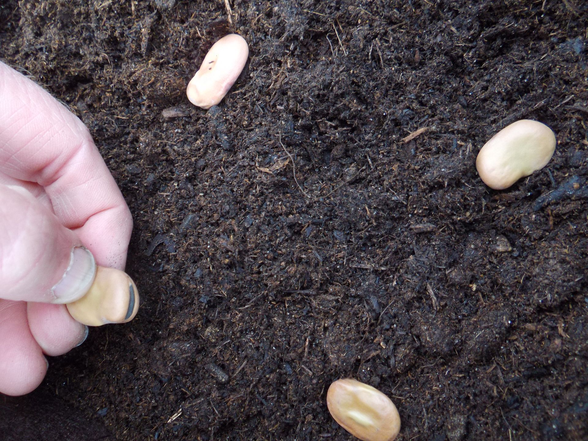 [Tuto] Semer les fèves étape par étape